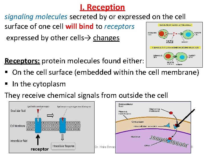 Cell Bio 4 Cell communication introduction to stem