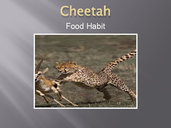 AFRICAN ZEBRAS By Anna Nguyen Where do they