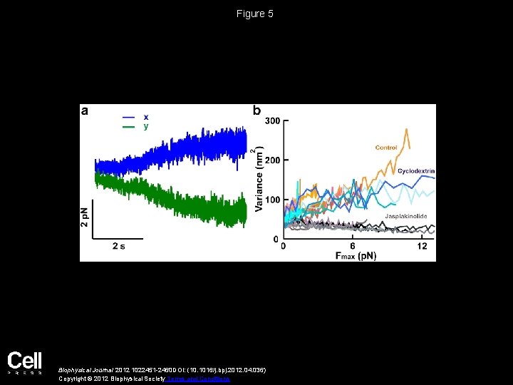 The Role of Membrane Stiffness and Actin Turnover