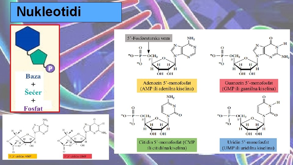 STRUKTURA MOLEKULA RNK Profesor hemije Vesna Boilovi Struktura