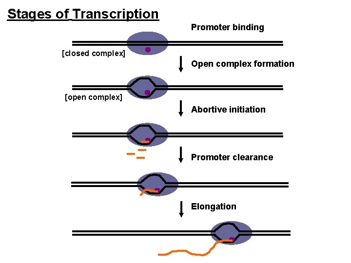 Activities of RNA Polymerase sequence specific DNA binding