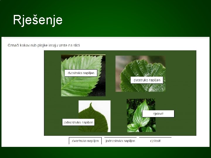 Rod Alnus joha Porodica Betulaceae brezovke Ishodi uenja