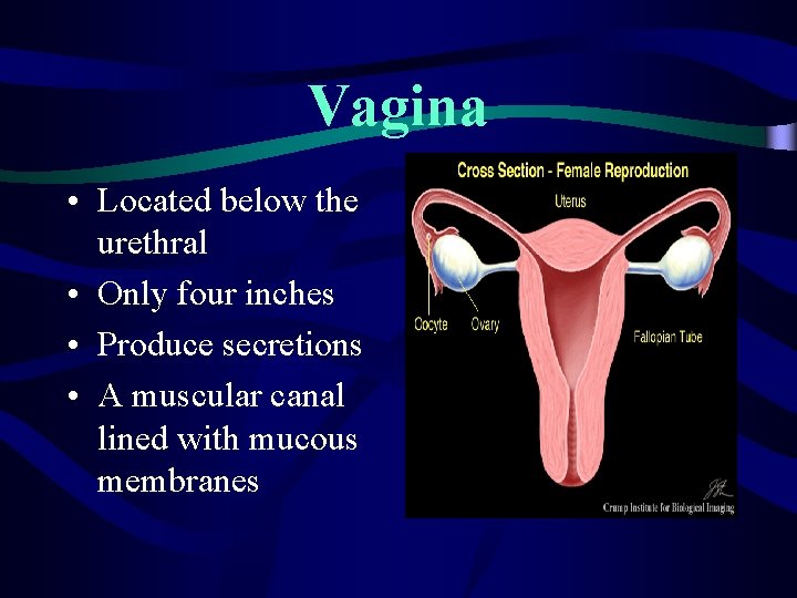 Female Reproductive System Female Reproductive System Section 1