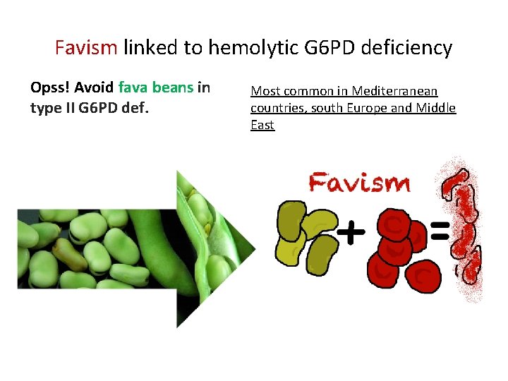 Hemolytic Anemia by Areej T Kadhum Haemolysis Normal