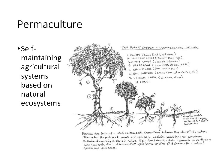 Sustainable Agriculture Adopted from a presentation given by