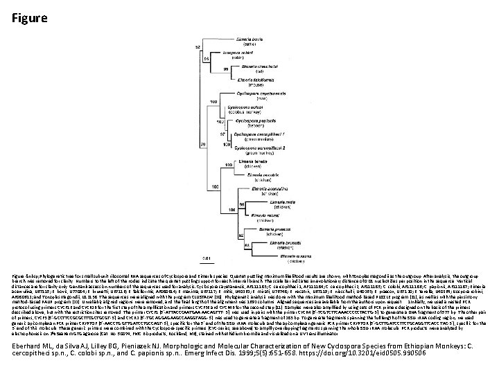 Figure nbsp Phylogenetic tree for small subunit ribosomal