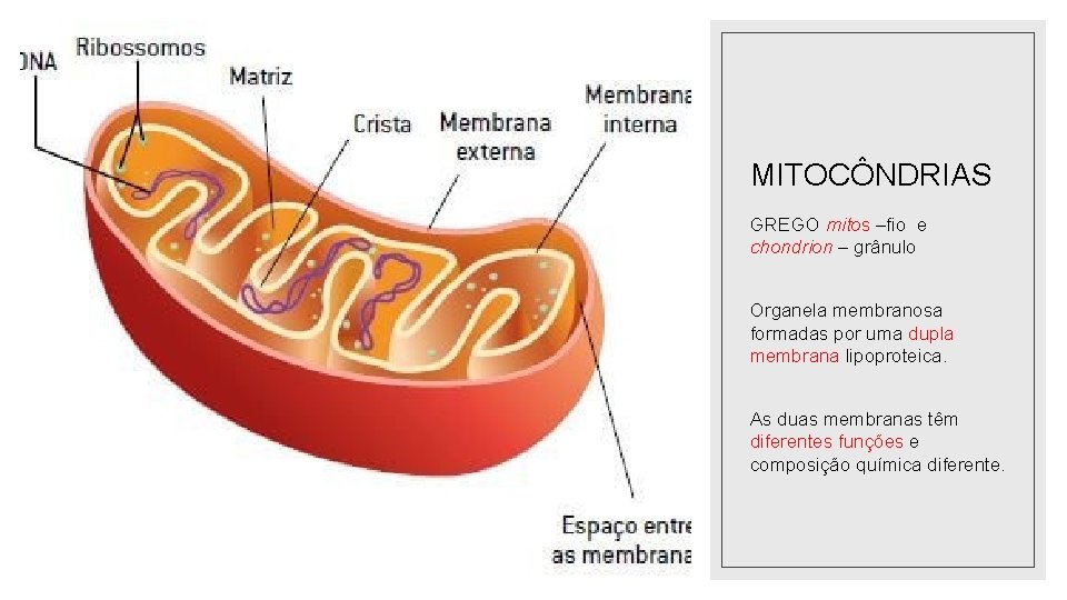 MITOCNDRIAS E CLOROPLASTOS CITOPLASMA MITOCNDRIAS GREGO mitos fio