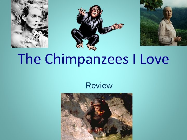 The Chimpanzees I Love Review captive cap tive