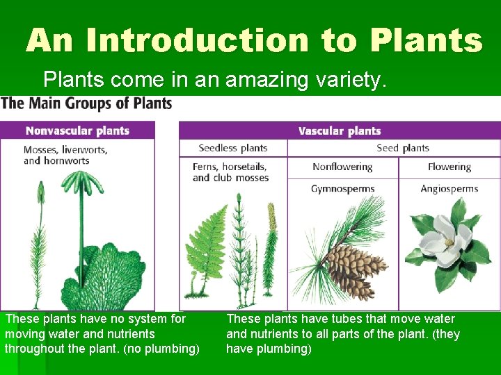An Introduction to Plants come in an amazing