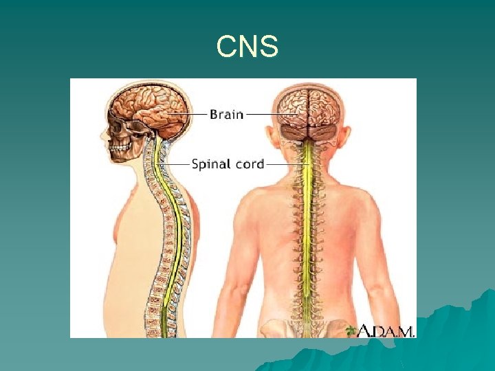 Nervous System Lets begin TERMINOLOGY cover 203 Neurou