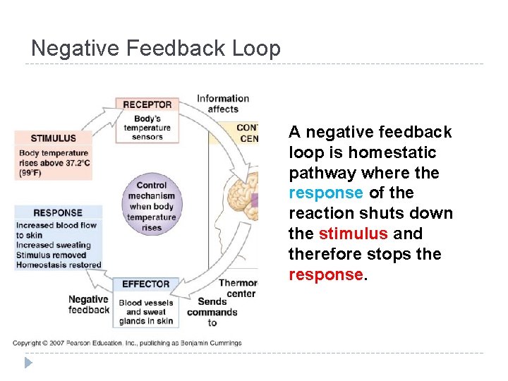Homeostasis Homeostasis Have you ever been running on