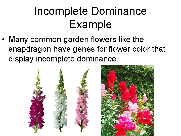 Figure 9 8 A Dominant Traits Recessive Traits