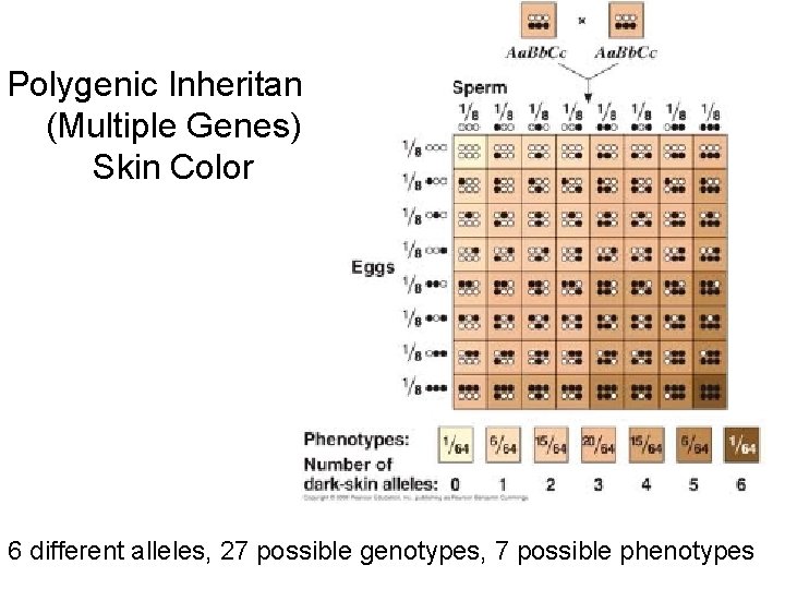 Figure 9 8 A Dominant Traits Recessive Traits