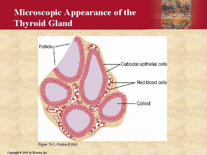 Microscopic Appearance of the Thyroid Gland Figure 76