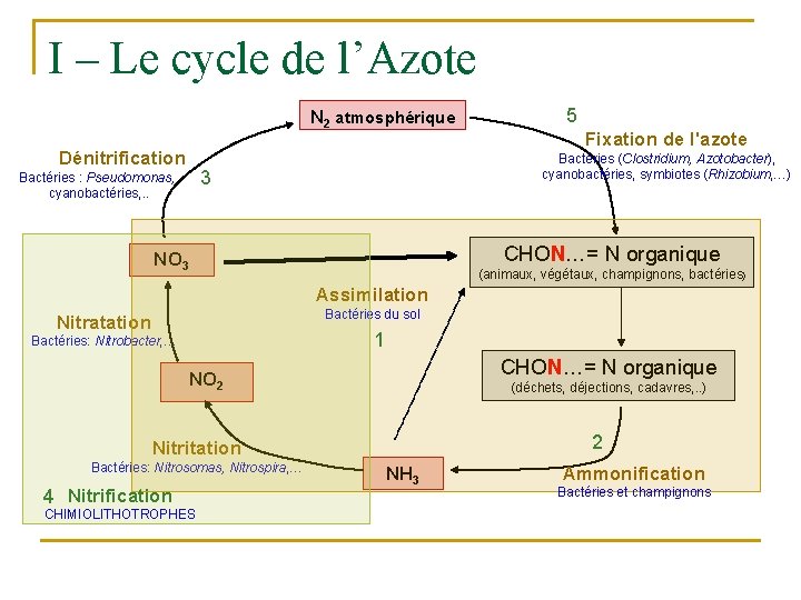 Le cycle de lazote Azote et quelques applications