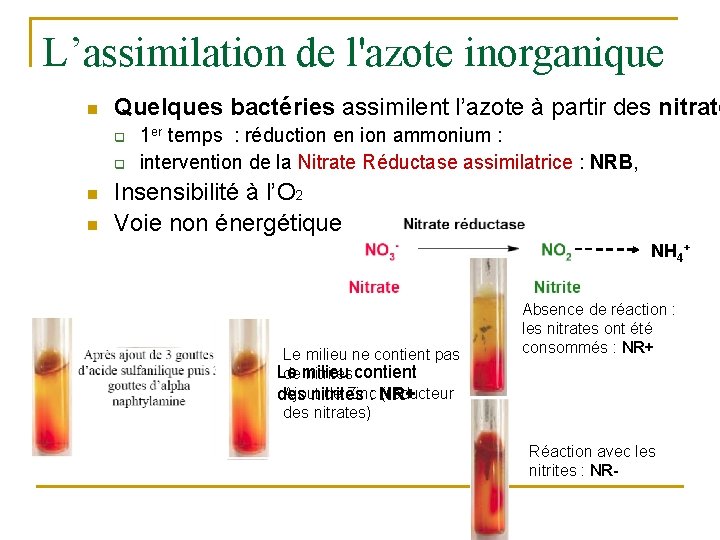 Le cycle de lazote Azote et quelques applications