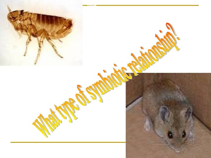 Chapter 18 Section 3 Types of Interaction Bellringer