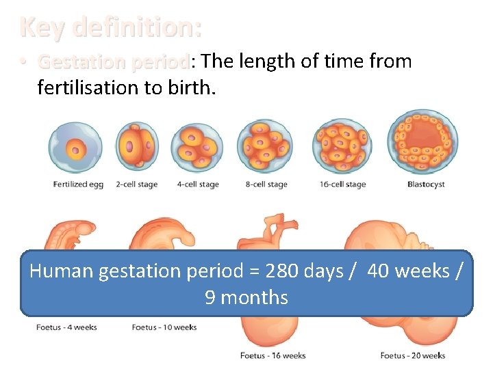 February 2022 What happens during the gestation period