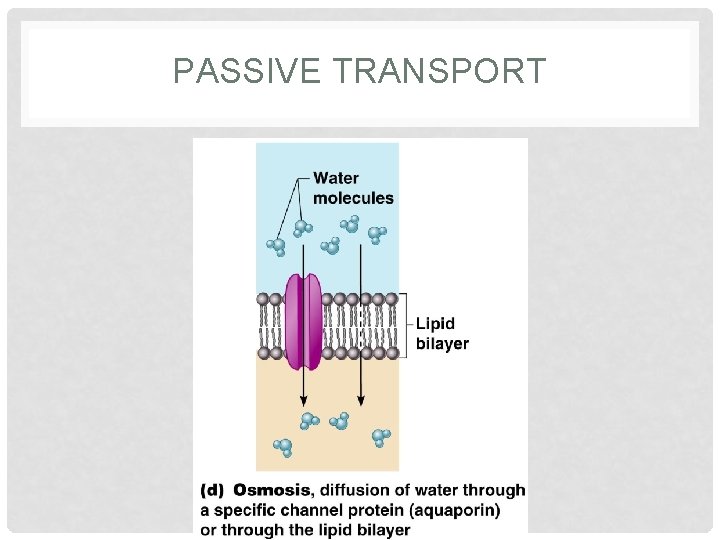 MEMBRANE TRANSPORT CELL PHYSIOLOGY MEMBRANE TRANSPORT Membrane ...