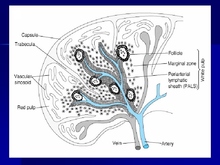Hyposplenism Presented by Melissa Smith Overview Definition of