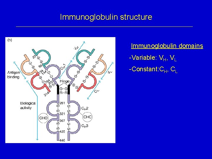 Antibodies Introduction Definition Immunoglobulins represent animal ...