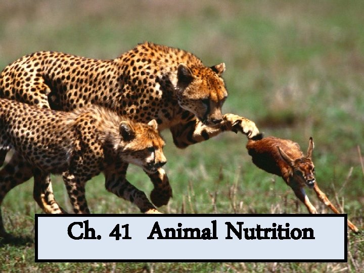 Ch 41 Animal Nutrition Evolutionary Advancement Intracellular to