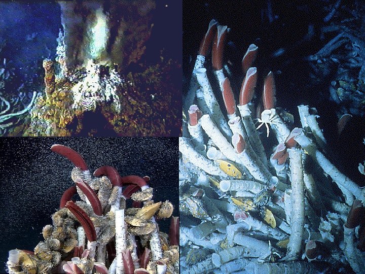 I Marine Microbes B Marine Bacteria 1 Autotrophic
