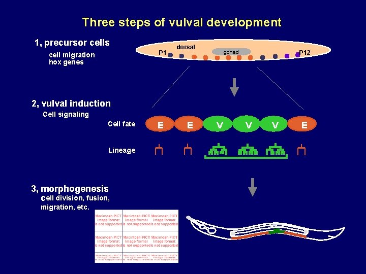 Caenhorhabditis elegans 1 1000 cells small easy to