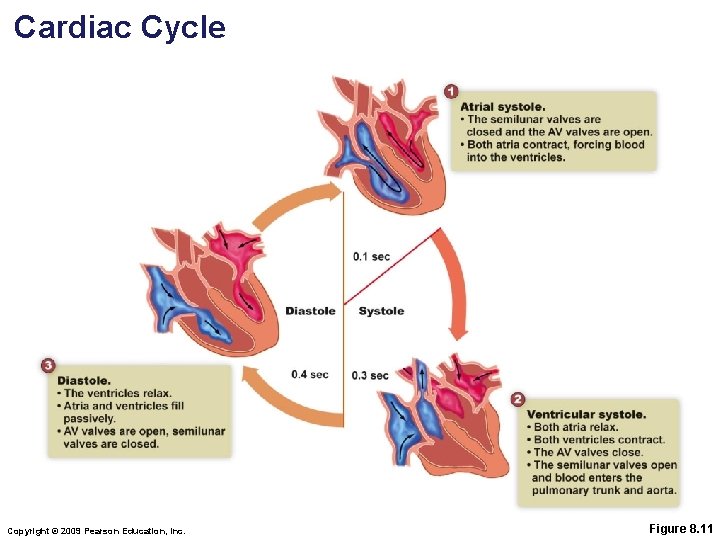 Heart and Blood Vessels Ch 8 Major Arteries