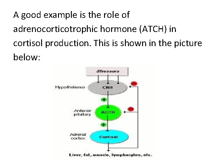 HOMEOSTASIS AINSWORTH BENNETT Objectives What is the Endocrine