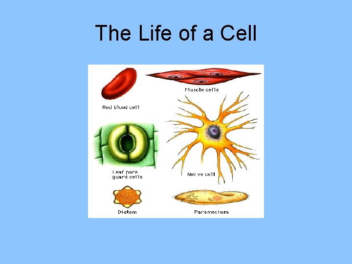 The Life of a Cell Cells have a