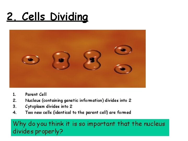 Biology Producing New Cells Learning Intentions 1 Why