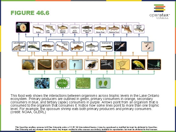 BIOLOGY Chapter 46 ECOSYSTEMS Power Point Image Slideshow