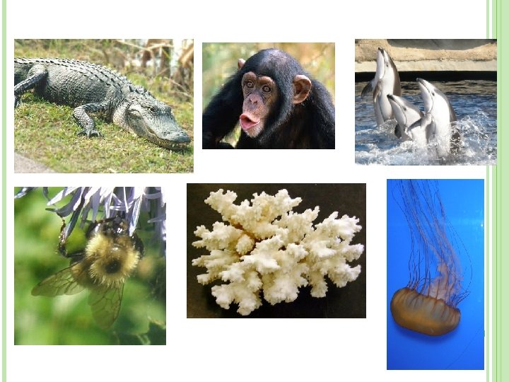 ANIMALIA The final kingdom GENERAL CHARACTERISTICS OF ANIMALS