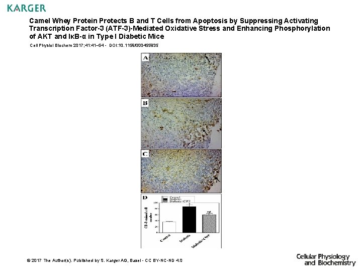 Camel Whey Protein Protects B and T Cells