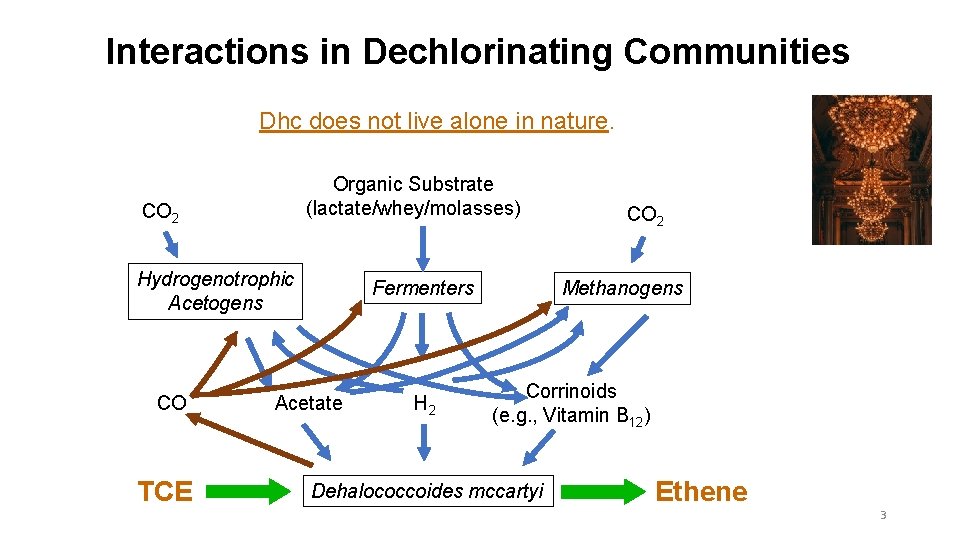 Metabolic Interactions Supporting Effective TCE Bioremediation under ...