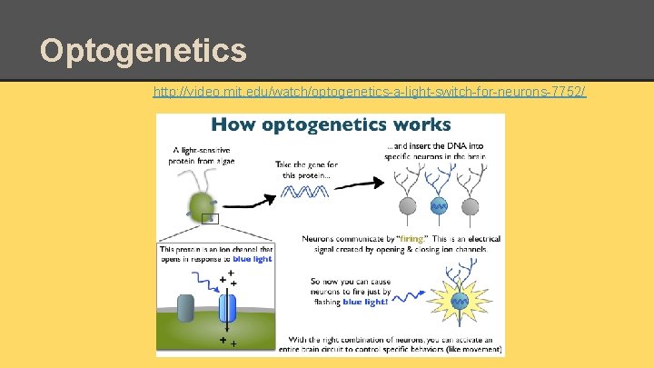 Synthetic Neurobiology Advait Patil Background Each cubic millimeter