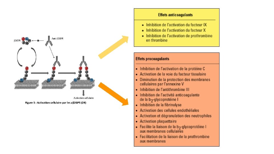 CASCADE DE LA COAGULATION Voie extrinsque car on