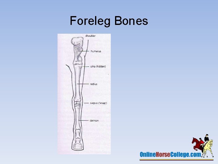 Skeletal System This presentation has been produced by