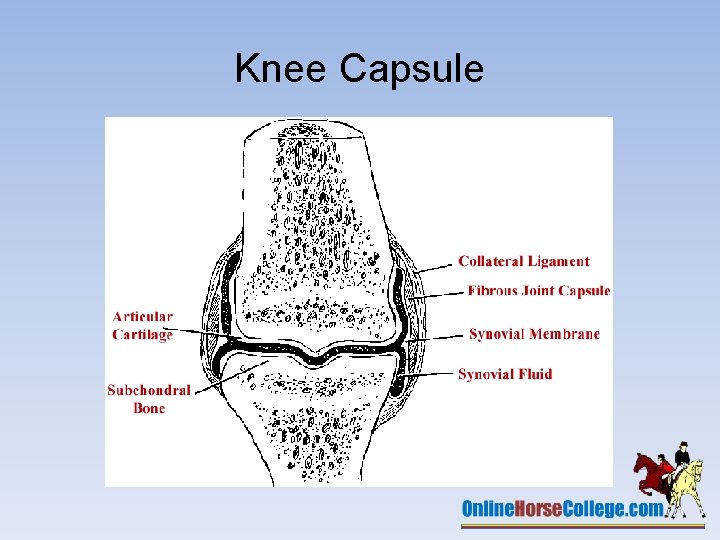 Skeletal System This presentation has been produced by