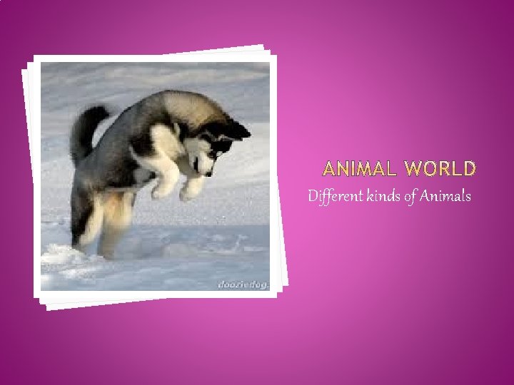 Different kinds of Animals Many animals considered terrestrial