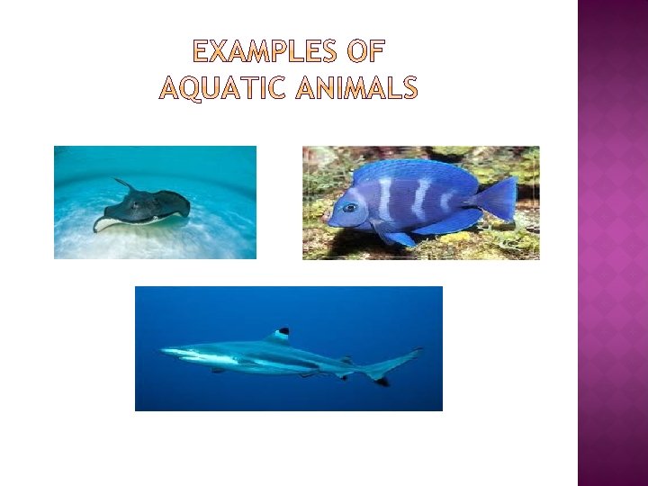 Different kinds of Animals Many animals considered terrestrial