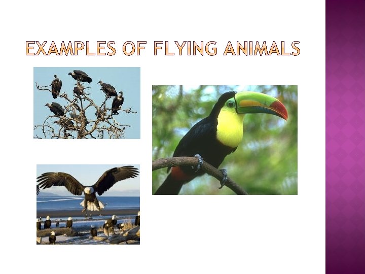 Different kinds of Animals Many animals considered terrestrial