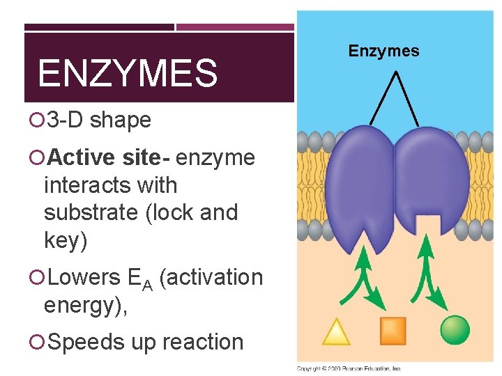 ENZYMES UNIT II RESPIRATION PHOTOSYNTHESIS ENZYMES 3 D