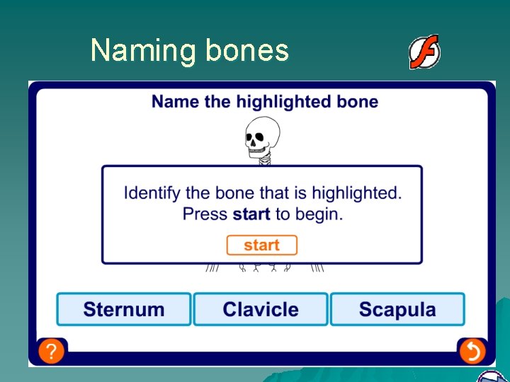 THE SKELETON Objectives To learn and understand 1