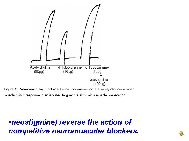 What is the frogs rectus abdominus muscle Frog