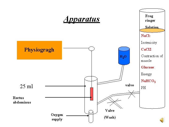 What is the frogs rectus abdominus muscle Frog