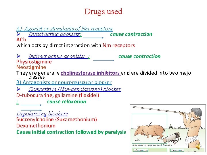 What is the frogs rectus abdominus muscle Frog