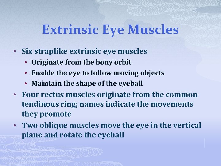 The Special Senses Objective Describe the structure of