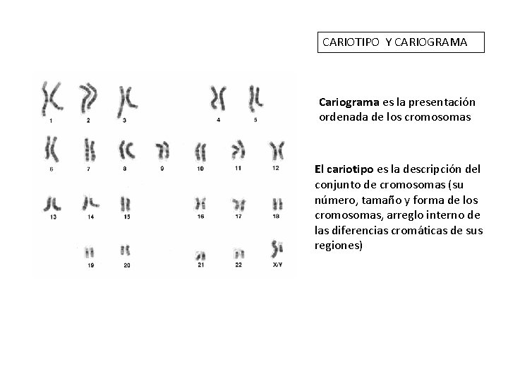 ESTRUCTURA DEL CROMOSOMA En las clulas eucariotas el